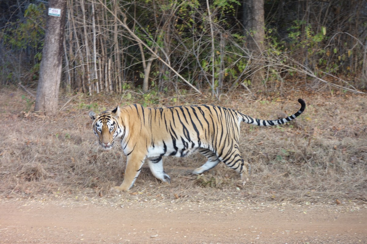 Tadoba-Andhari Tiger Reserve Wildlife Safari